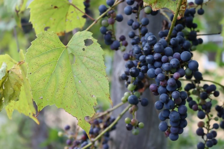 Wild Grape Jelly - Creative Canning
