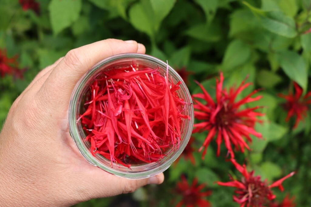 Bee Balm Jelly - Creative Canning