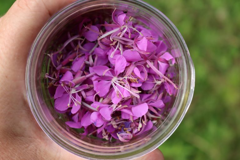 Fireweed Jelly - Creative Canning