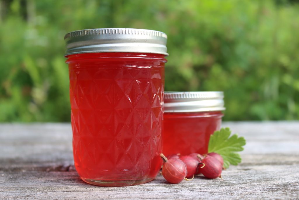 Gooseberry Jelly - Creative Canning
