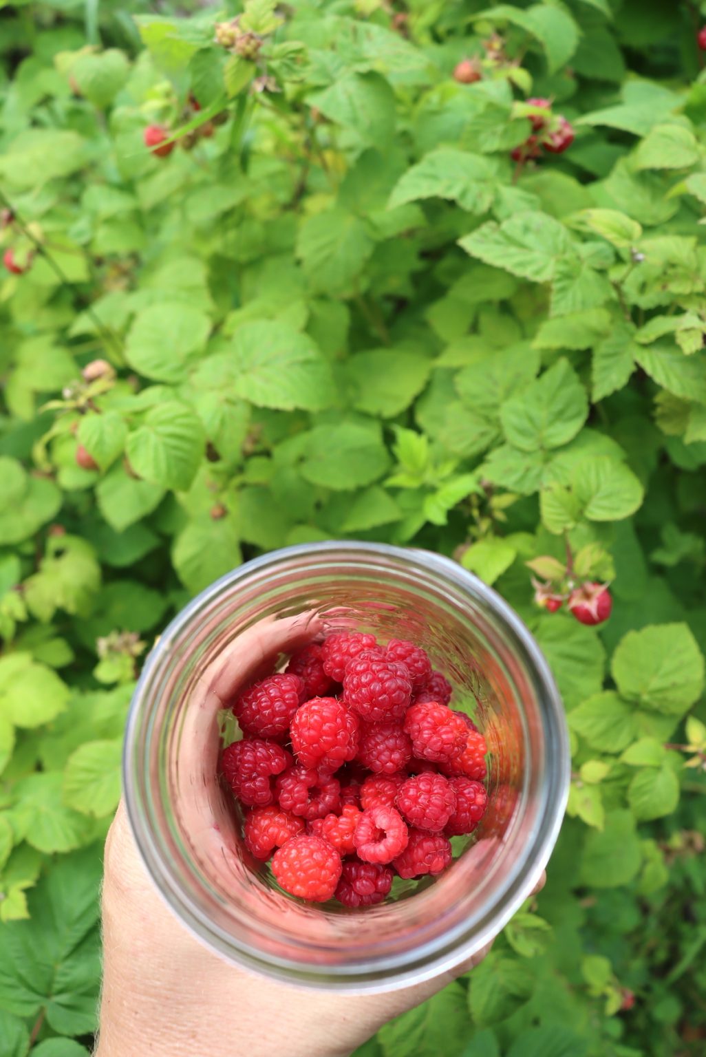 Canning Raspberries - Creative Canning
