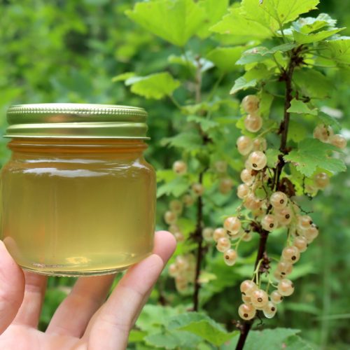 White Currant Jelly - Creative Canning