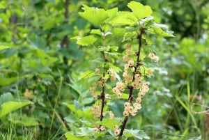 White Currant Jelly - Creative Canning