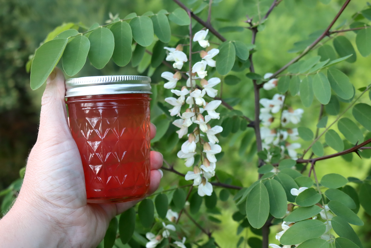 Black Locust Flower Jelly - Creative Canning