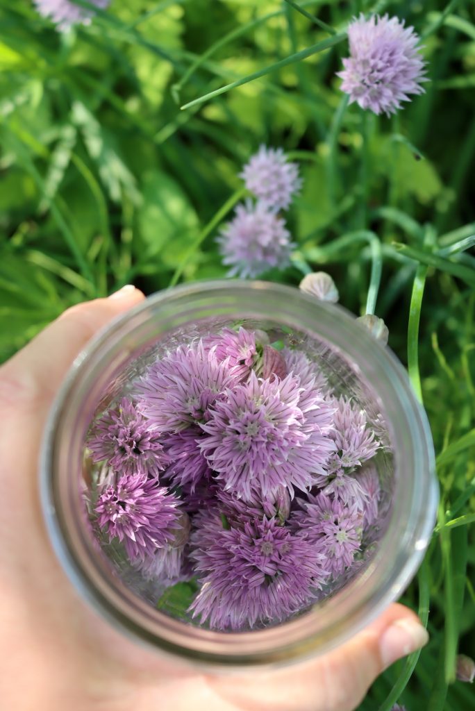 Savory Chive Blossom Jelly - Creative Canning