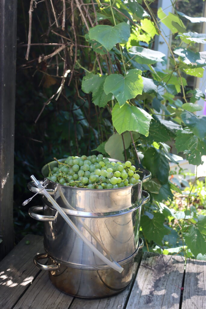 Canning Grape Juice - Creative Canning