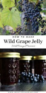 Wild Grape Jelly - Creative Canning