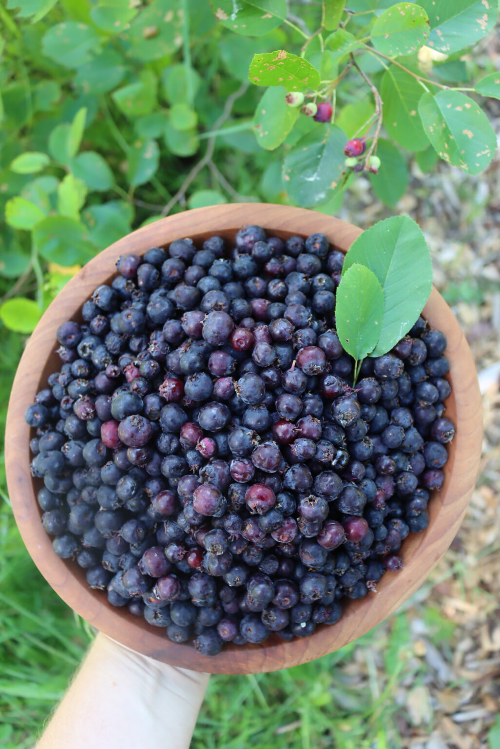 Saskatoon Jelly (aka. Serviceberry, Juneberry, Shadbush) - Creative Canning