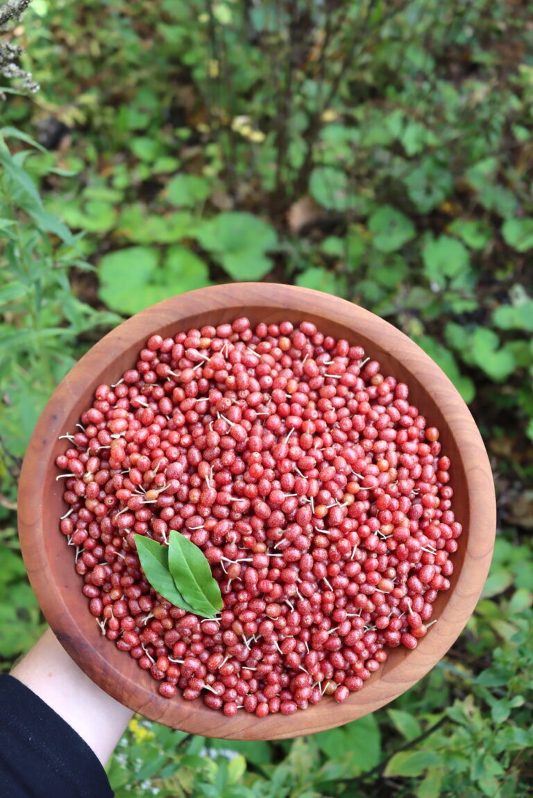 Autumn Olive Jam - Creative Canning