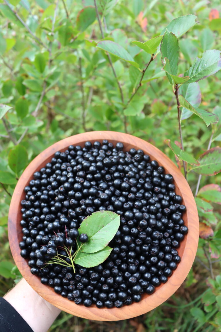 Aronia Jelly - Creative Canning