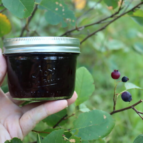 Saskatoon Jelly (aka. Serviceberry, Juneberry, Shadbush) - Creative Canning
