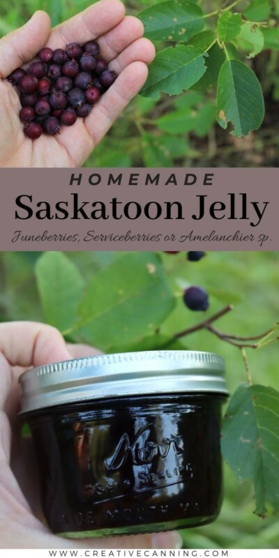 Saskatoon Jelly (aka. Serviceberry, Juneberry, Shadbush) - Creative Canning