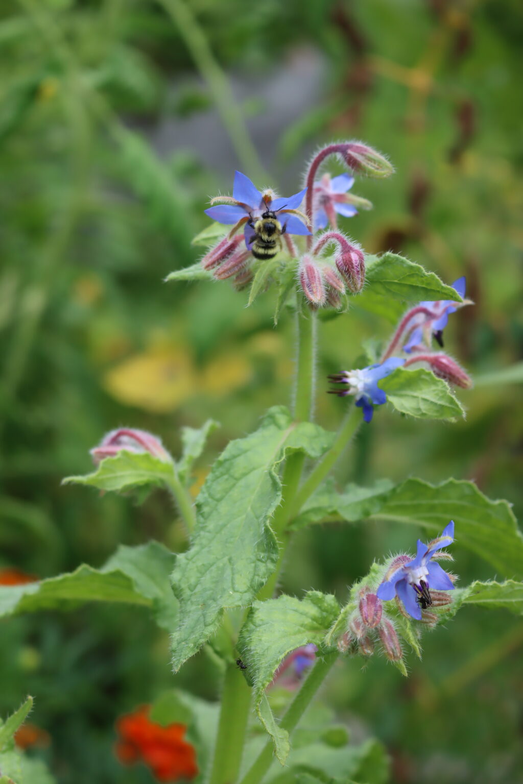 Borage Jelly