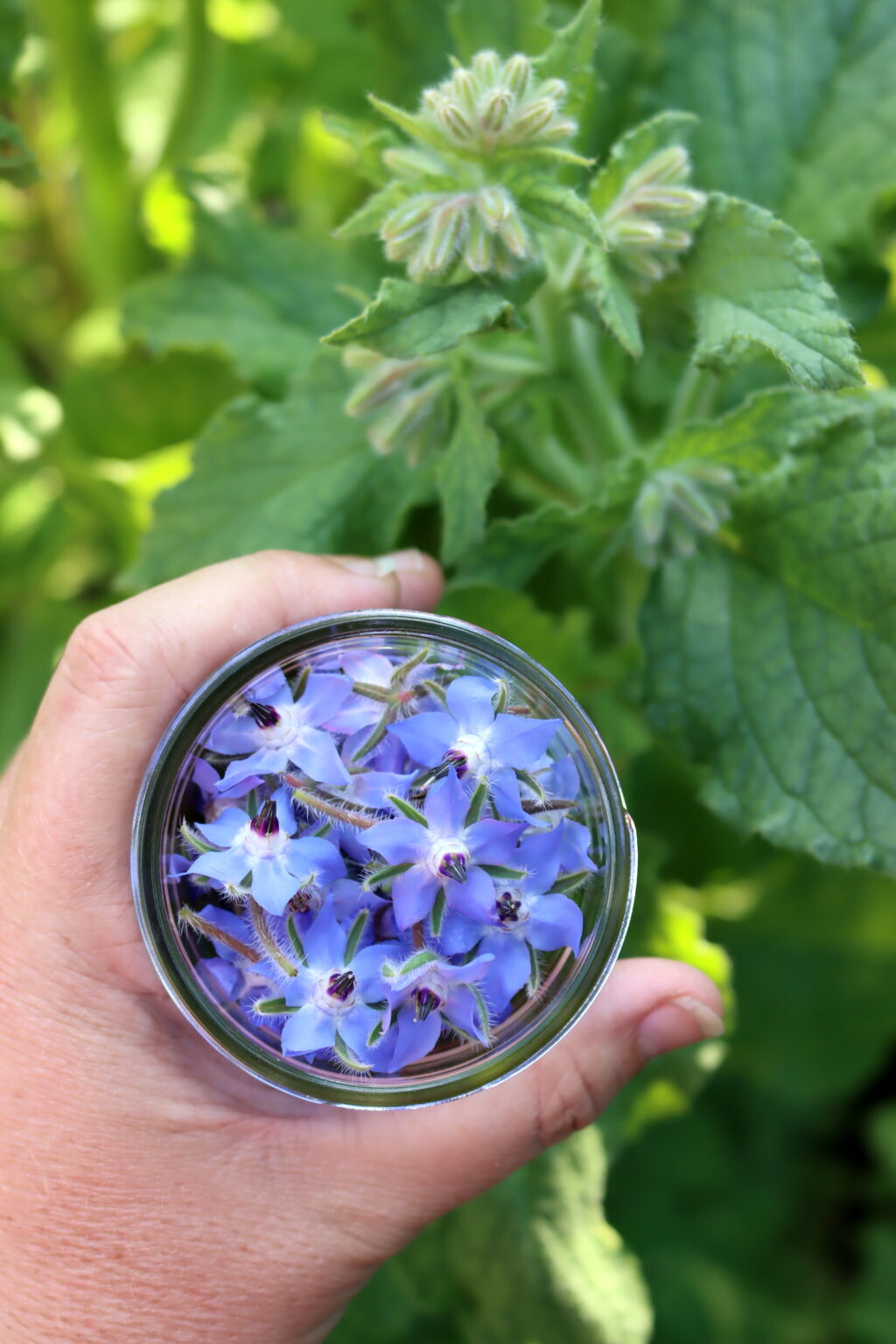Borage Jelly - Creative Canning