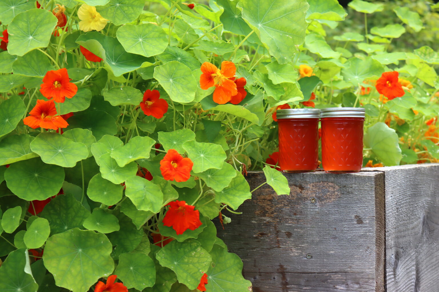 Nasturtium Jelly - Creative Canning