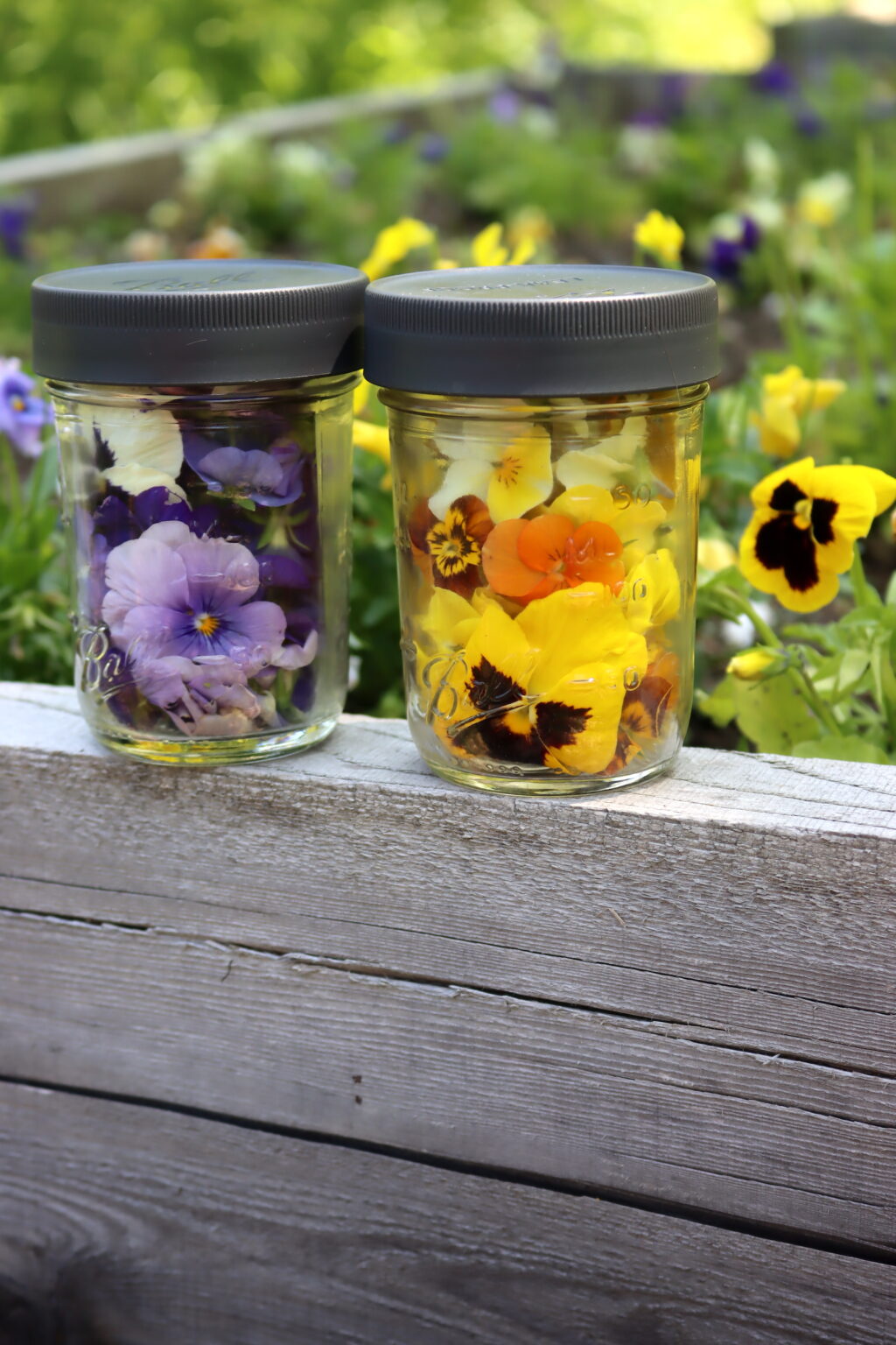 Pansy Jelly - Creative Canning