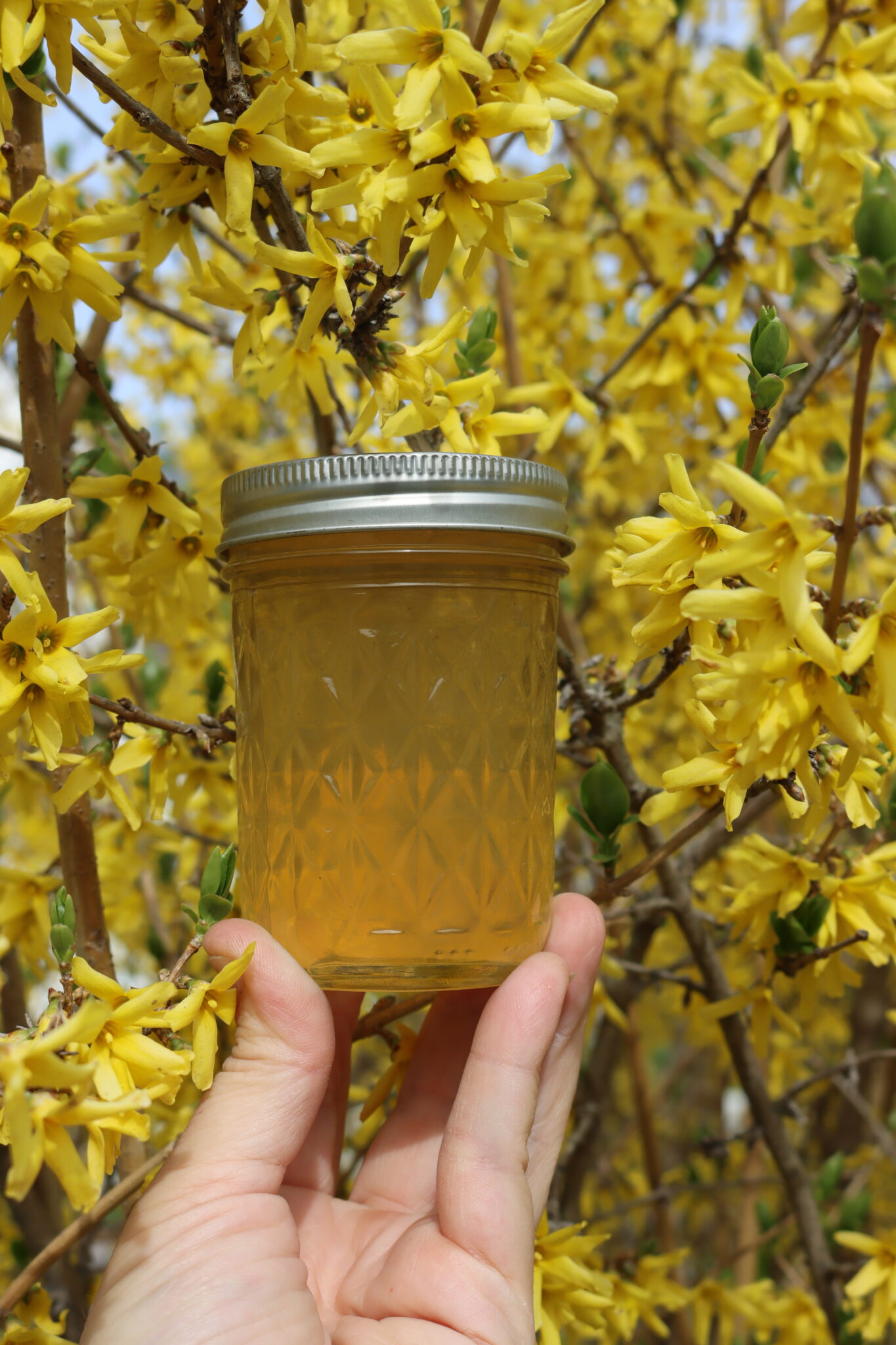 How to Make Flower Jelly (with 20+ Recipes!) - Creative Canning