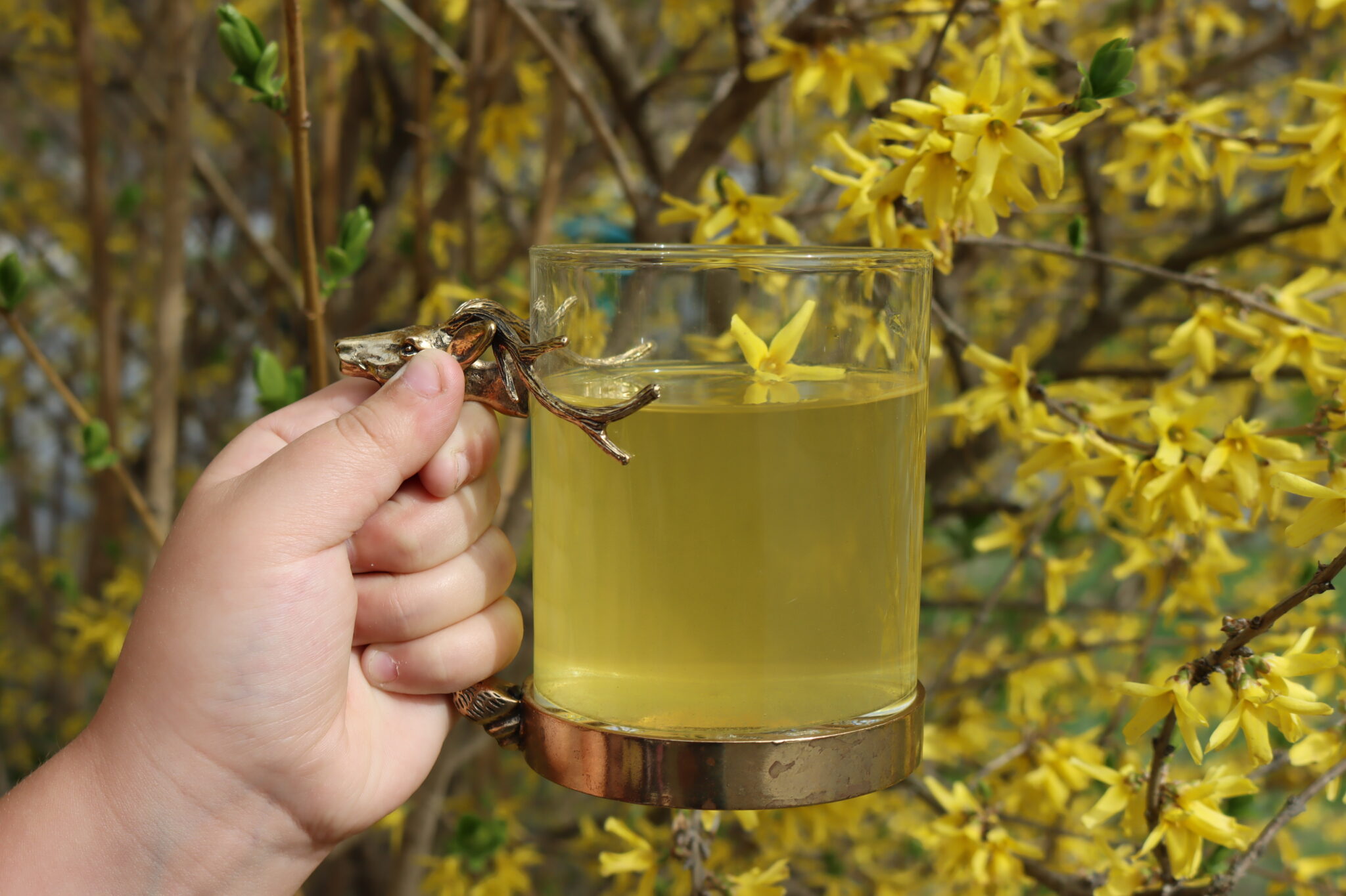 Forsythia Jelly