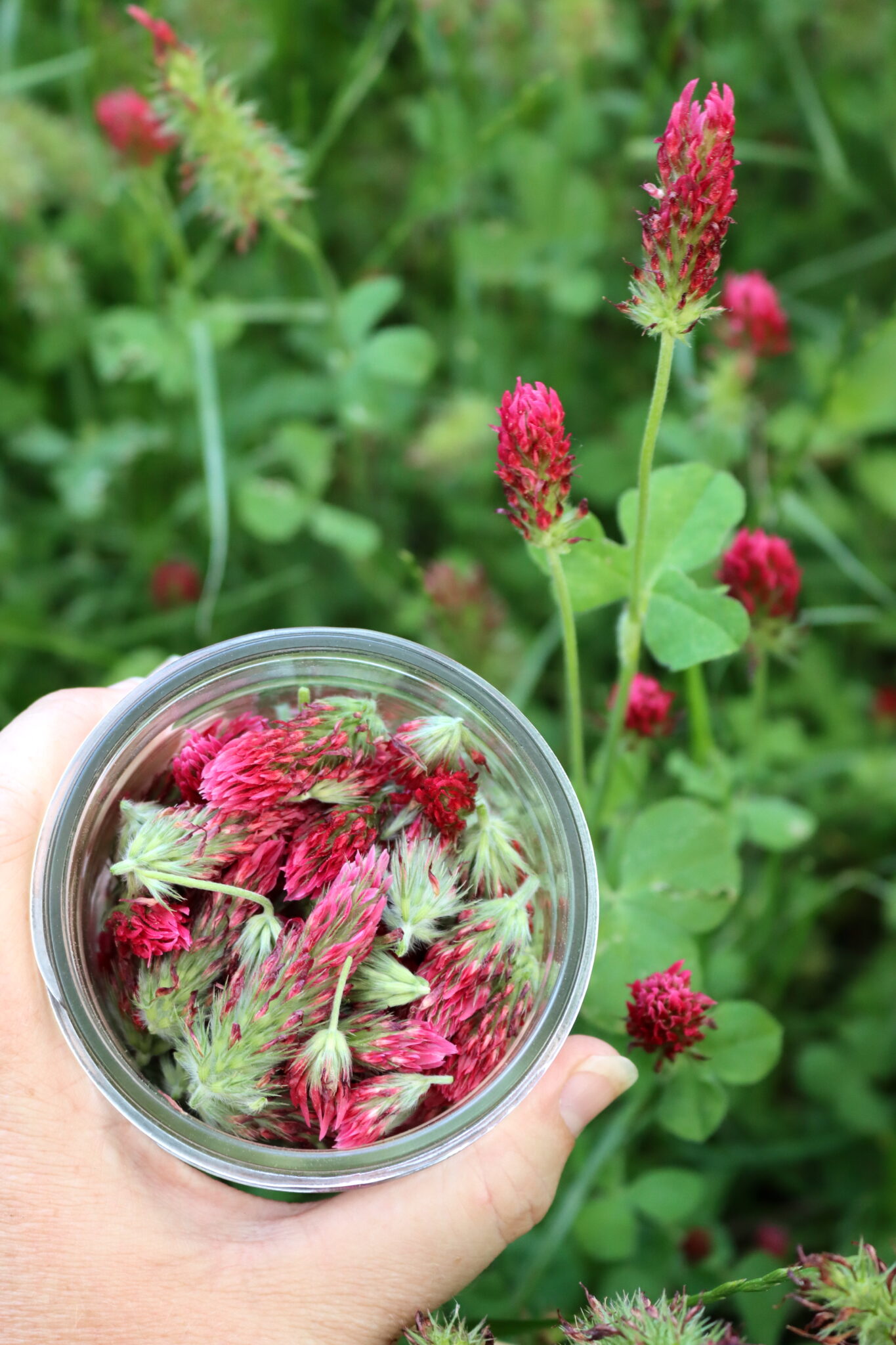 Clover Jelly