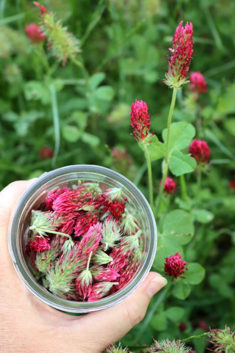 Clover Jelly