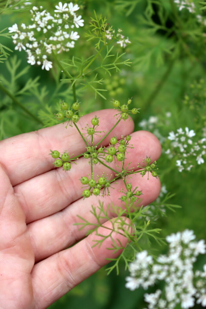 Pickled Green Coriander Seed (Unripe Cilantro Seeds) - Creative Canning