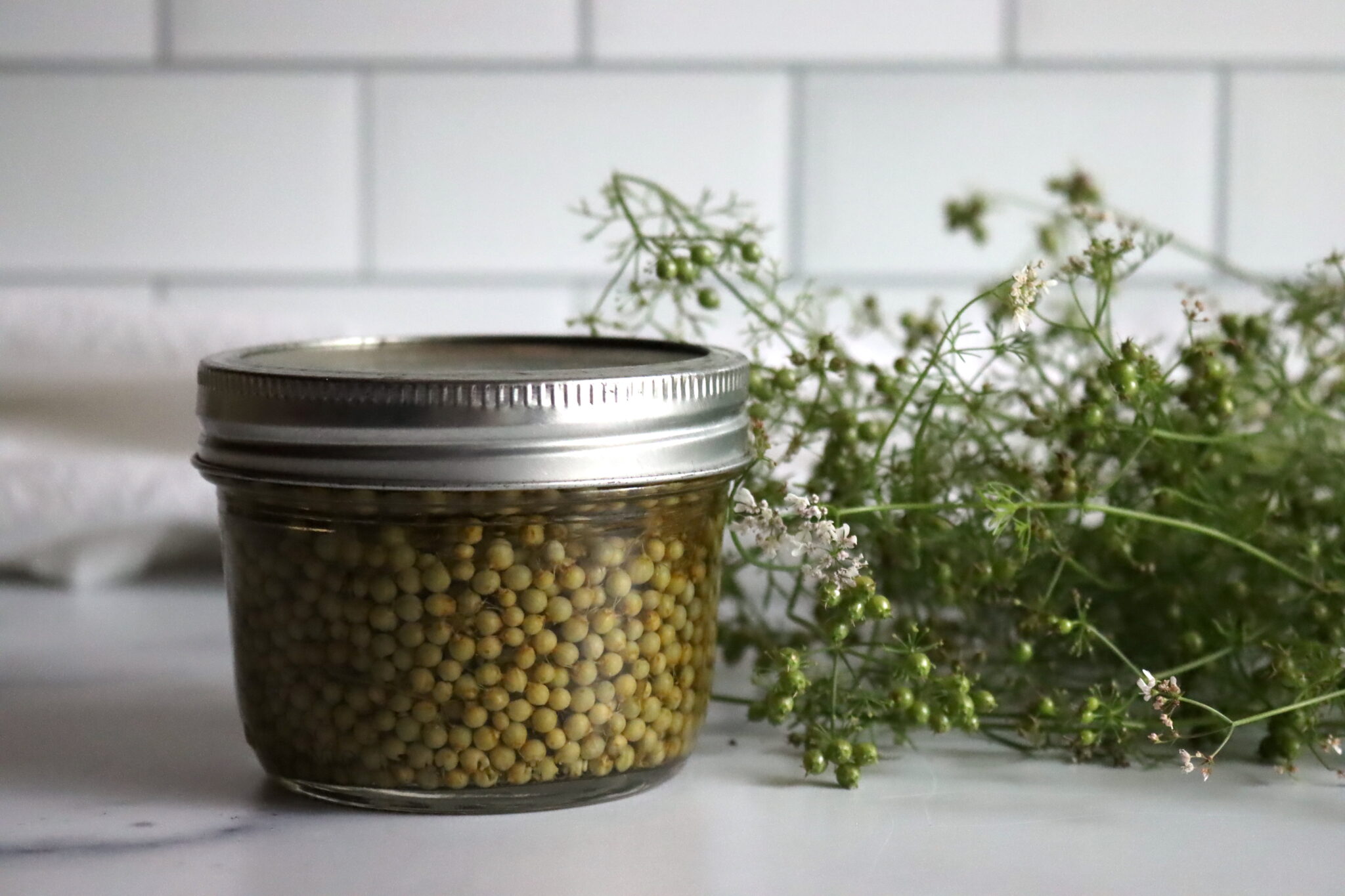 Pickled Green Coriander Seed (Unripe Cilantro Seeds) - Creative Canning