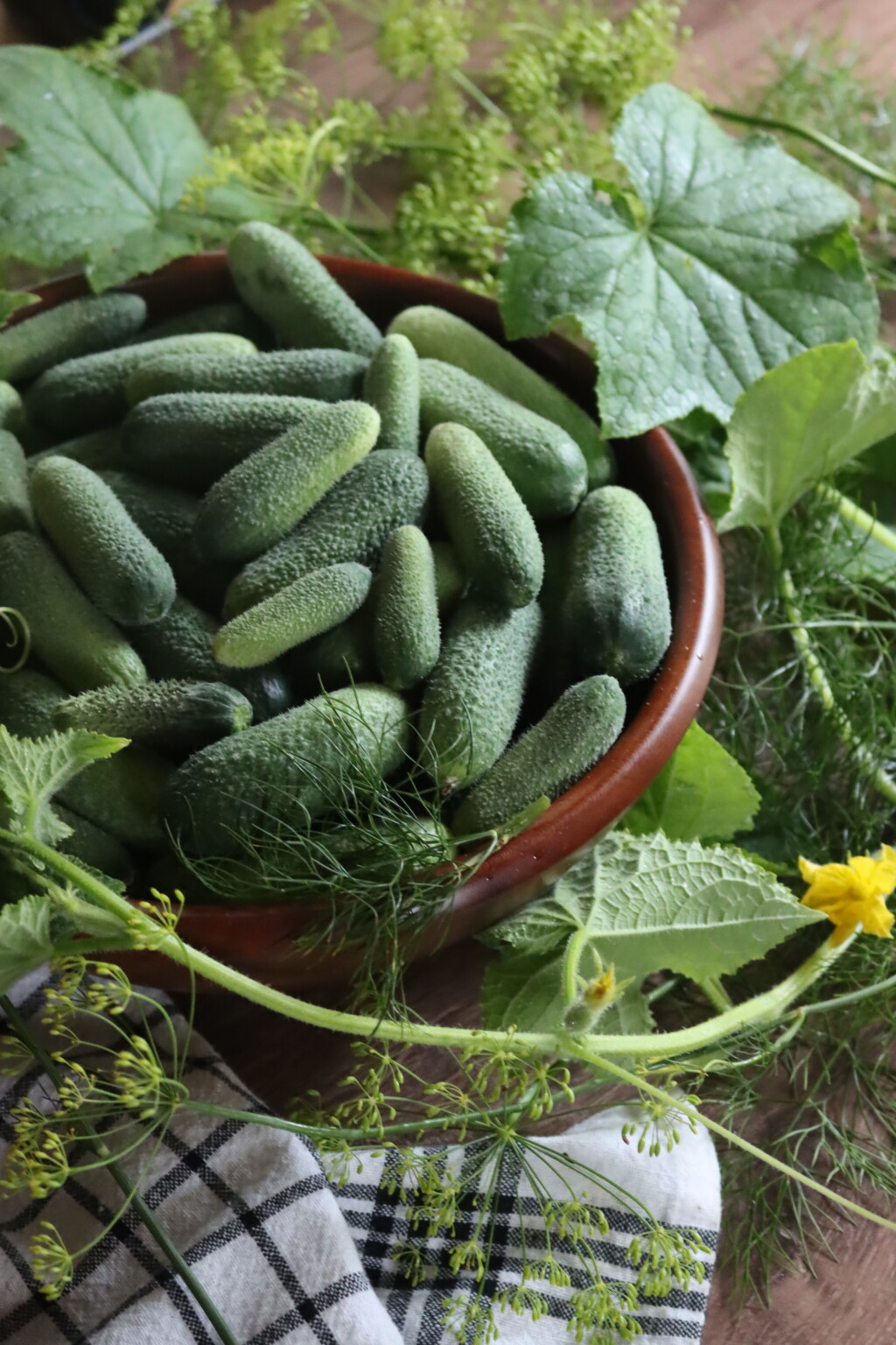 Dill Pickle Slices - Creative Canning