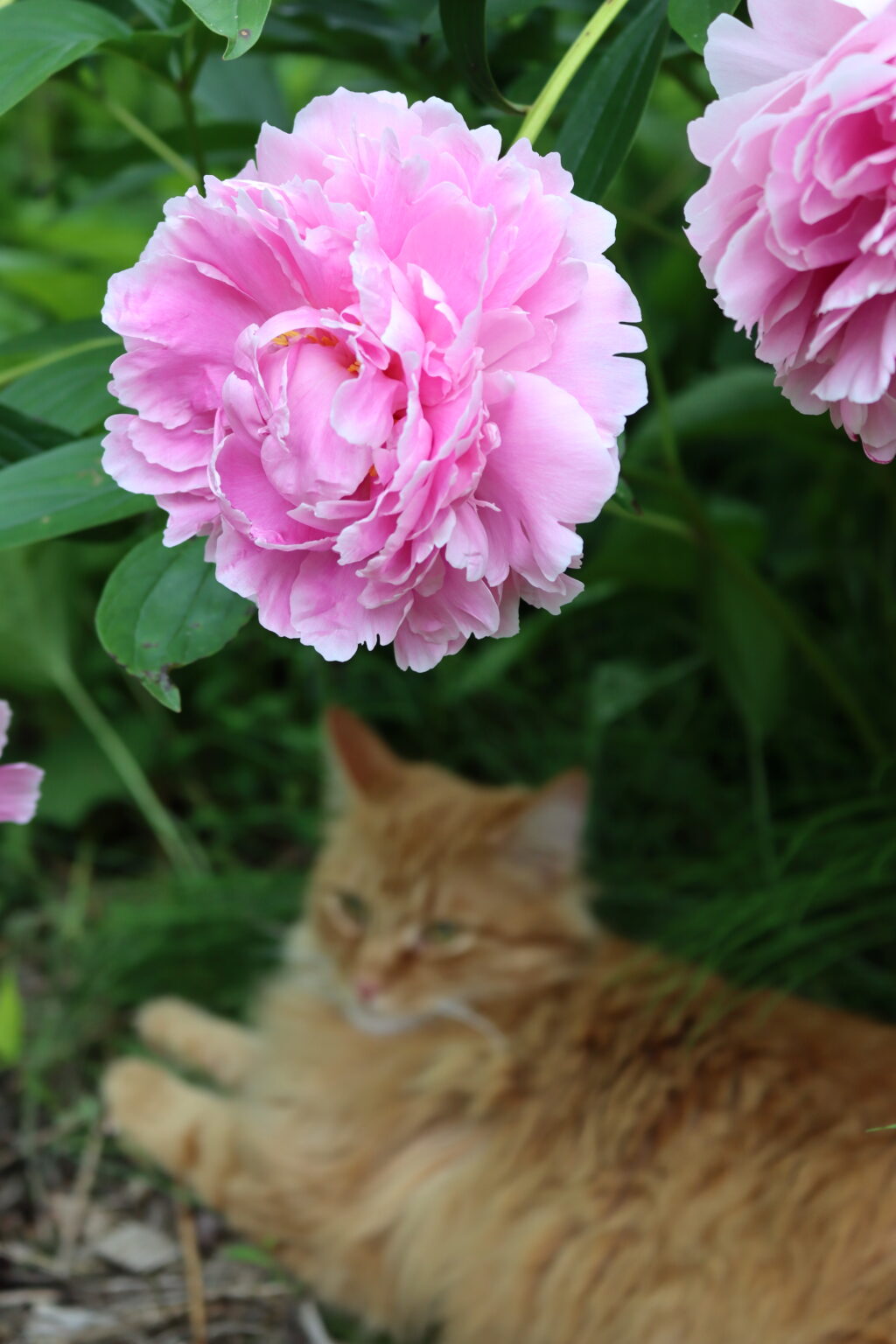 Peony Jelly - Creative Canning