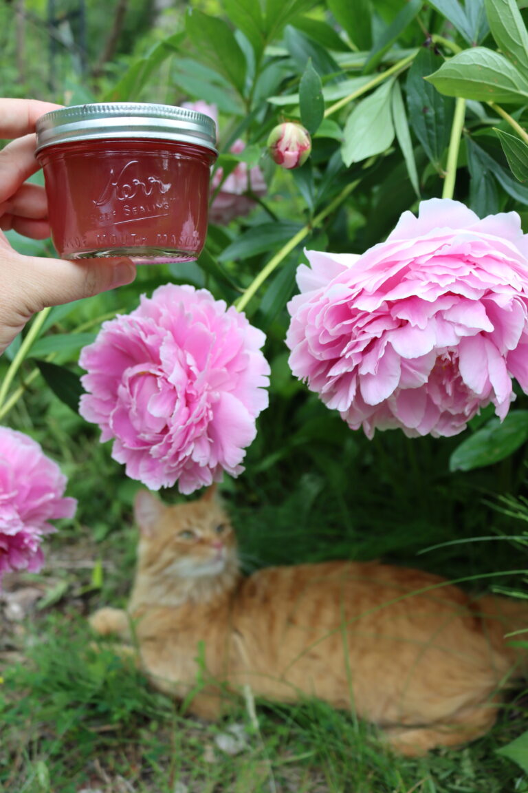 How to Make Flower Jelly (with 20+ Recipes!) - Creative Canning