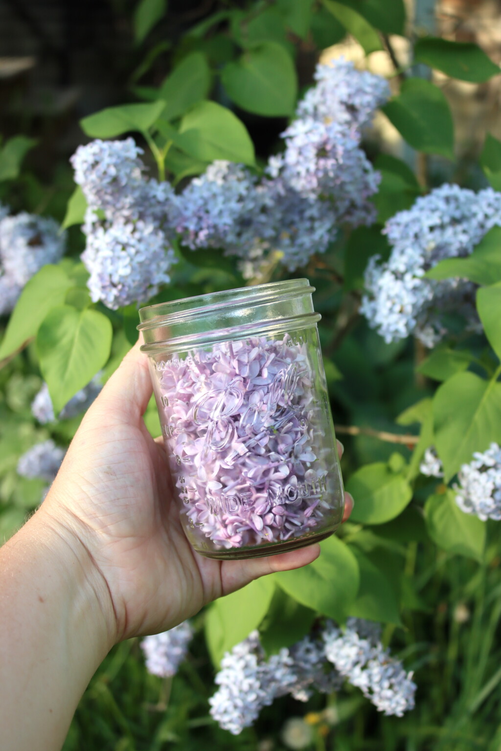 Lilac Jelly - Creative Canning