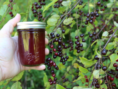 Saskatoon Jelly (aka. Serviceberry, Juneberry, Shadbush) - Creative Canning