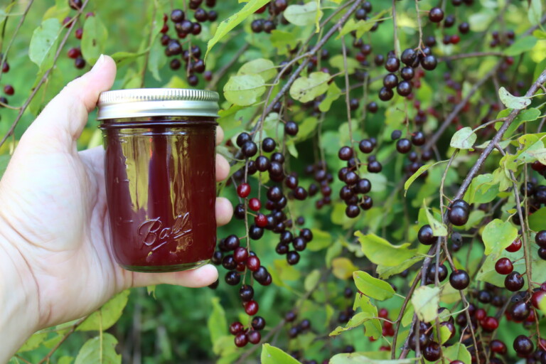 Chokecherry Jelly (and Syrup) - Creative Canning