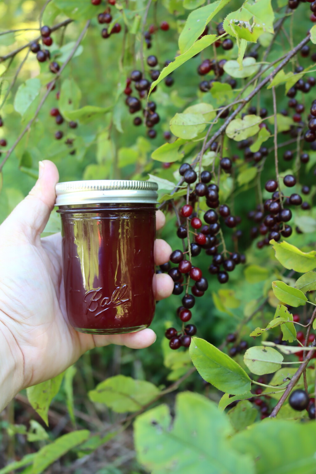 Chokecherry Jelly (and Syrup) - Creative Canning