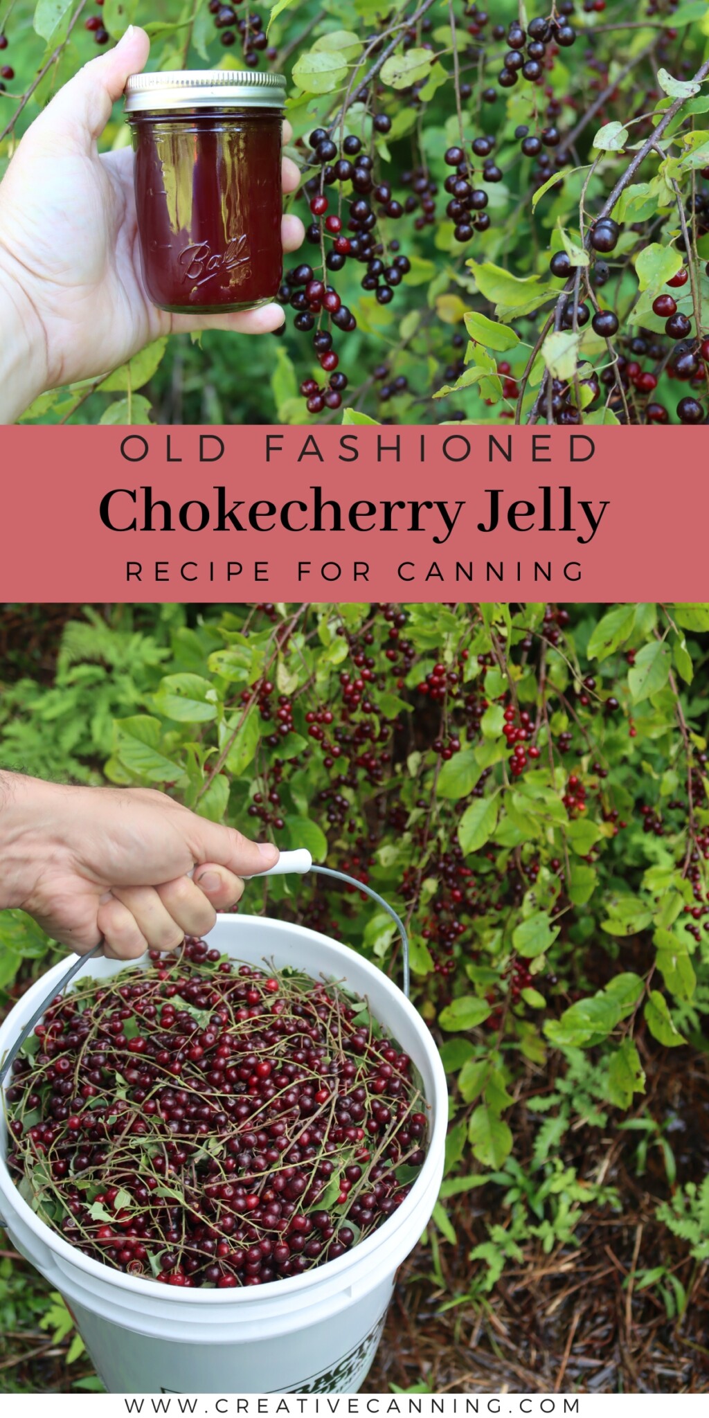 Chokecherry Jelly (and Syrup) - Creative Canning