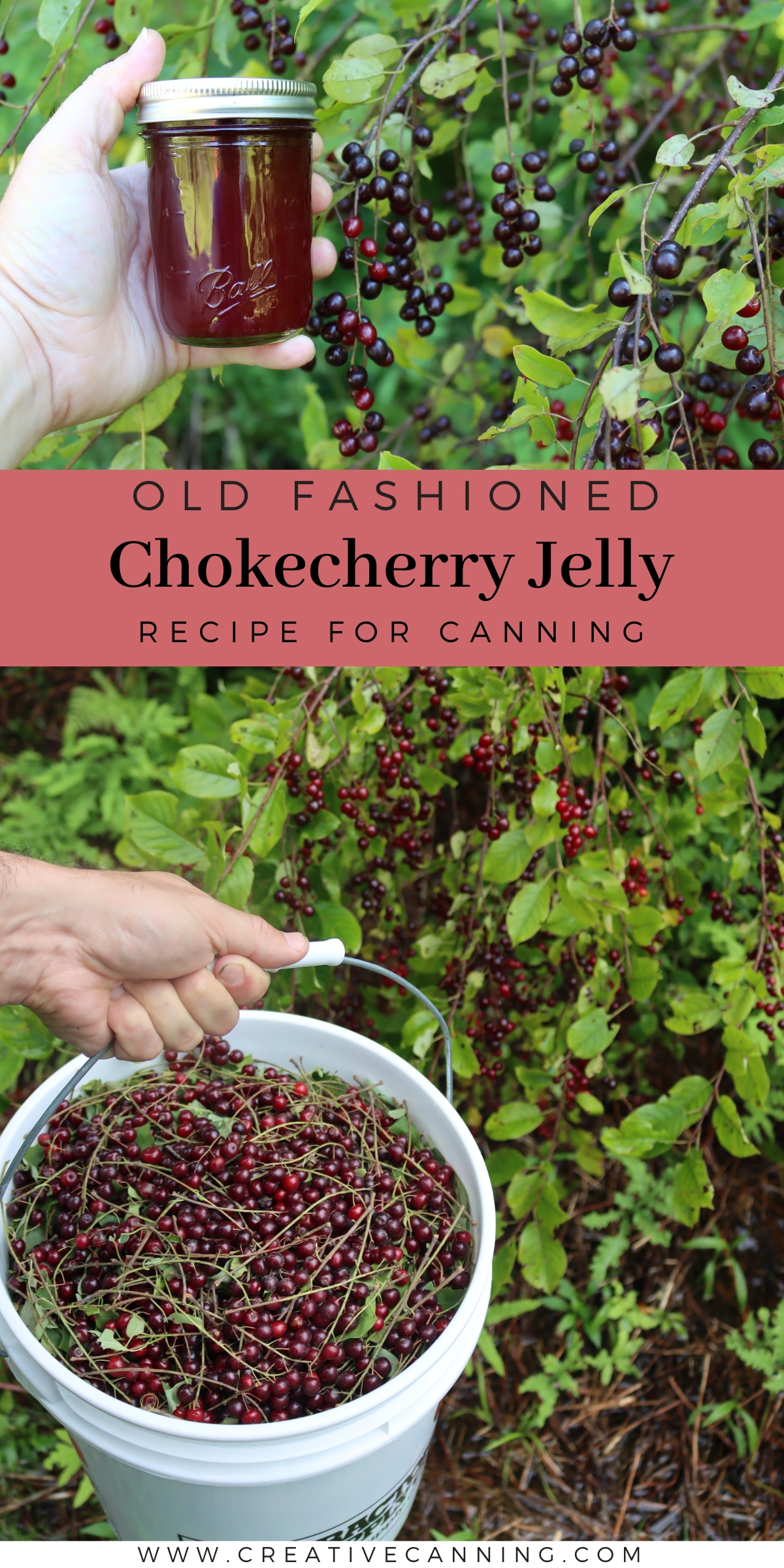 Chokecherry Jelly (and Syrup) - Creative Canning