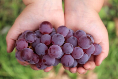 Old Fashioned Grape Jam - Creative Canning